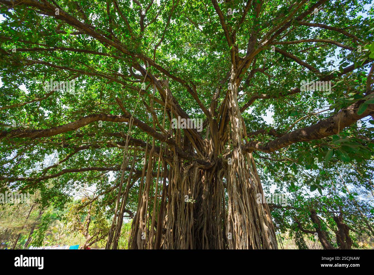 the sacred tree in the jungle. India. Goa Stock Photo - Alamy