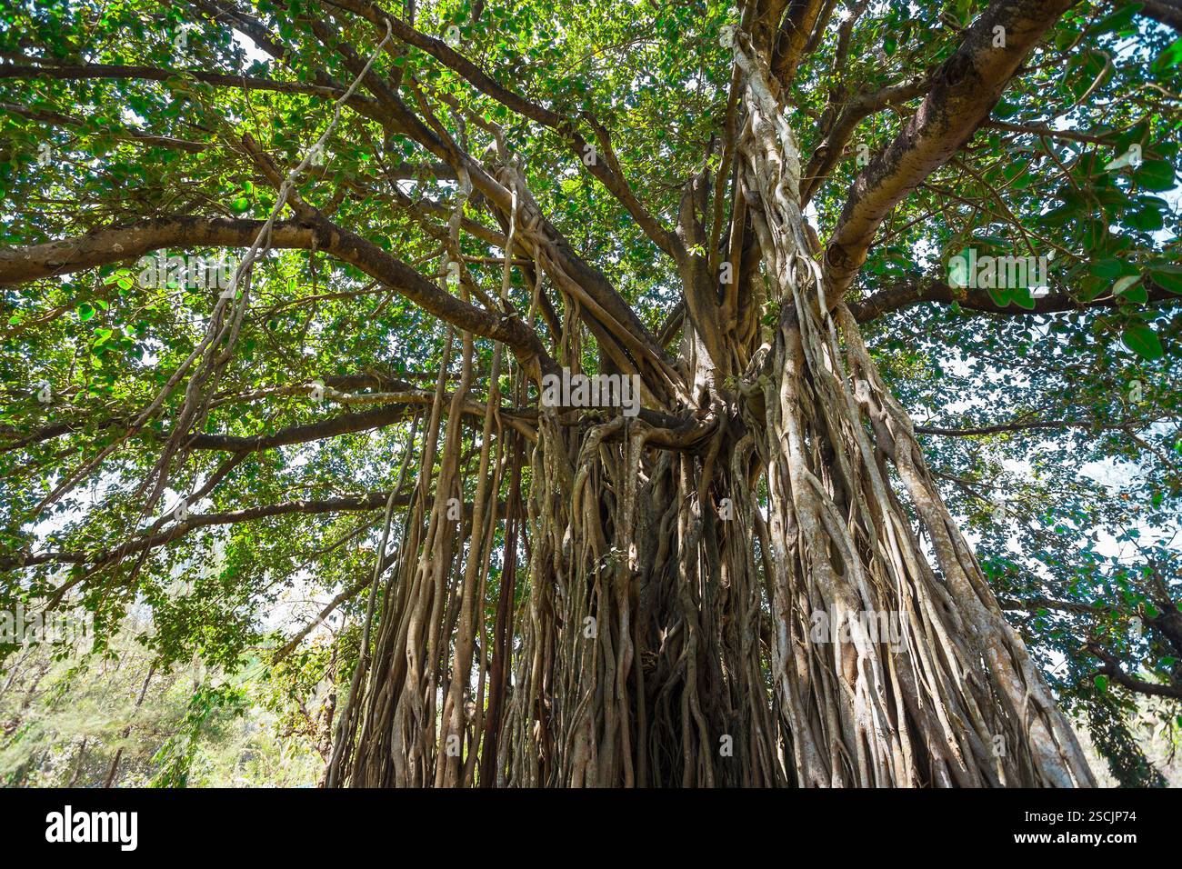 the sacred tree in the jungle. India. Goa Stock Photo - Alamy