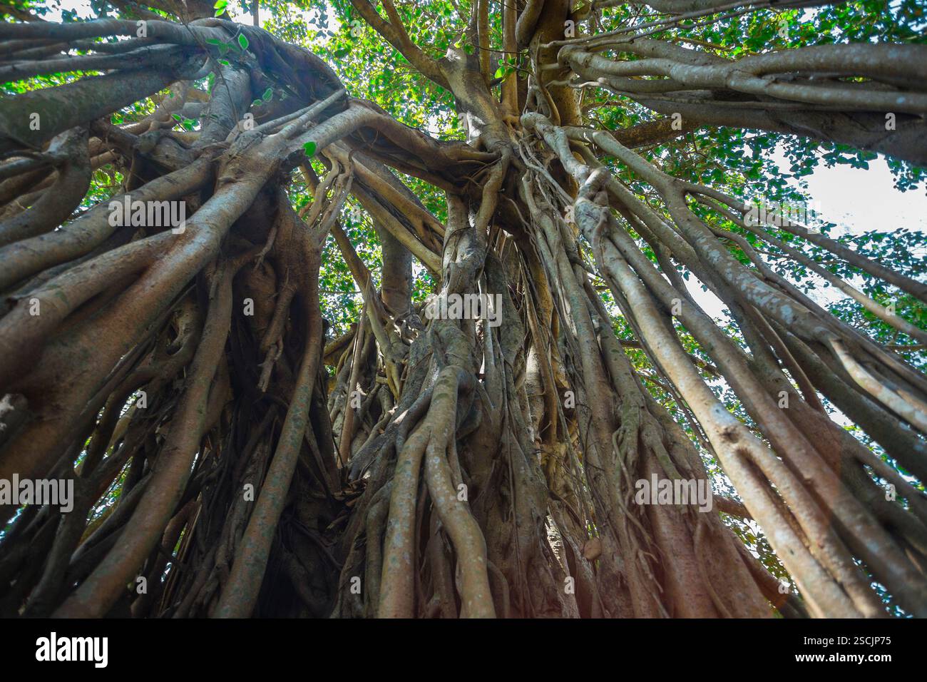 the sacred tree in the jungle. India. Goa Stock Photo - Alamy