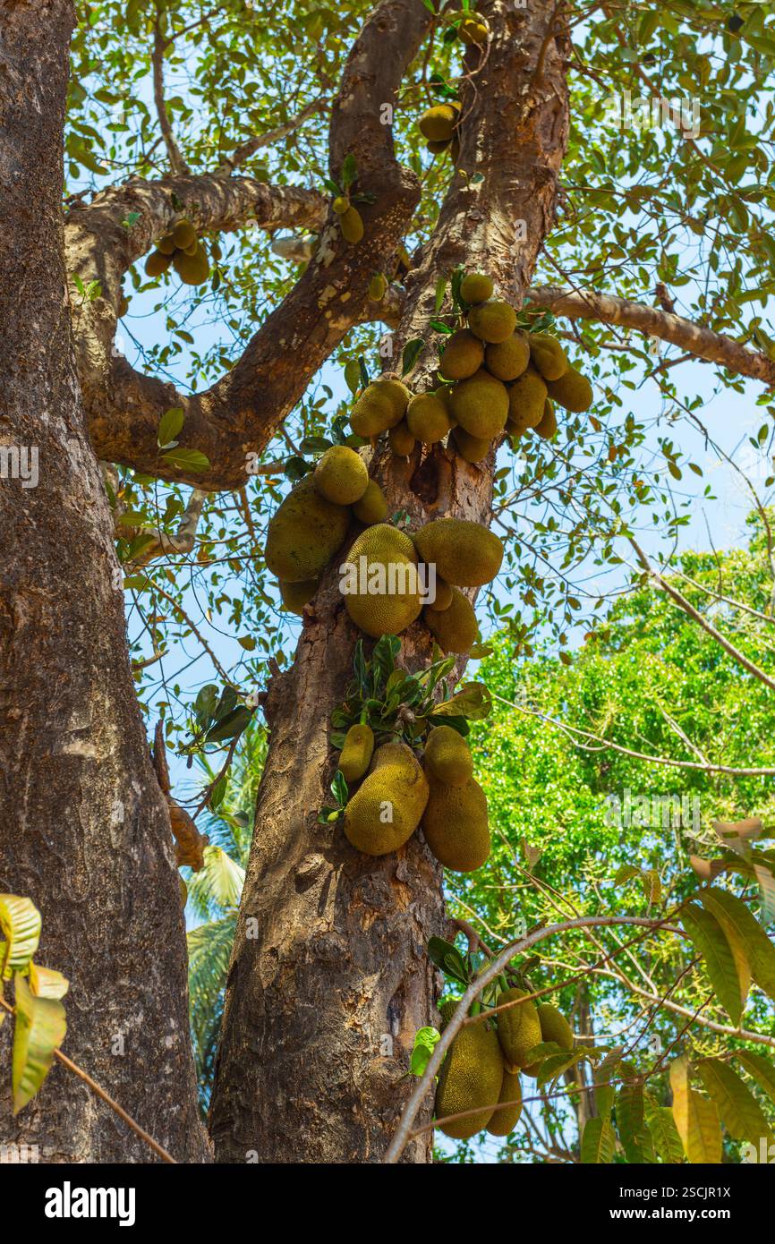 Large jackfruit on the trees in the jungles of India Stock Photo - Alamy