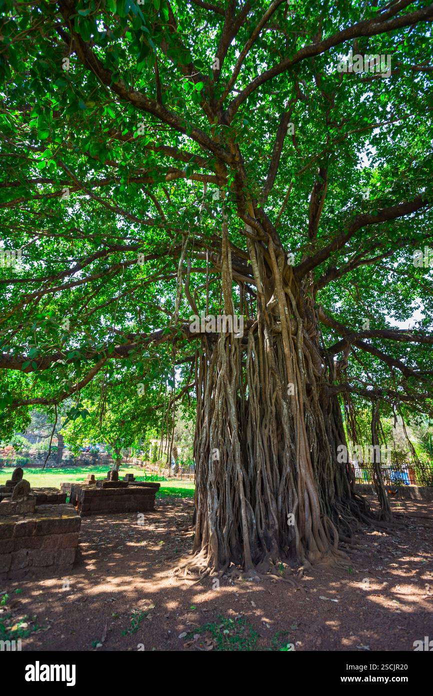 the sacred tree in the jungle. India. Goa Stock Photo - Alamy