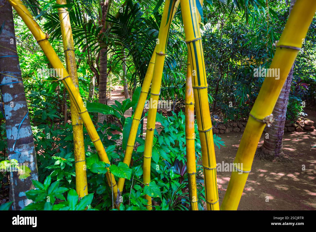 Bamboo in the wild jungle of india Stock Photo - Alamy