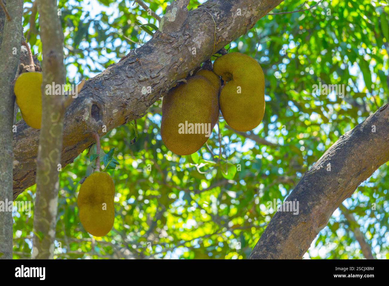 Large jackfruit on the trees in the jungles of India Stock Photo - Alamy