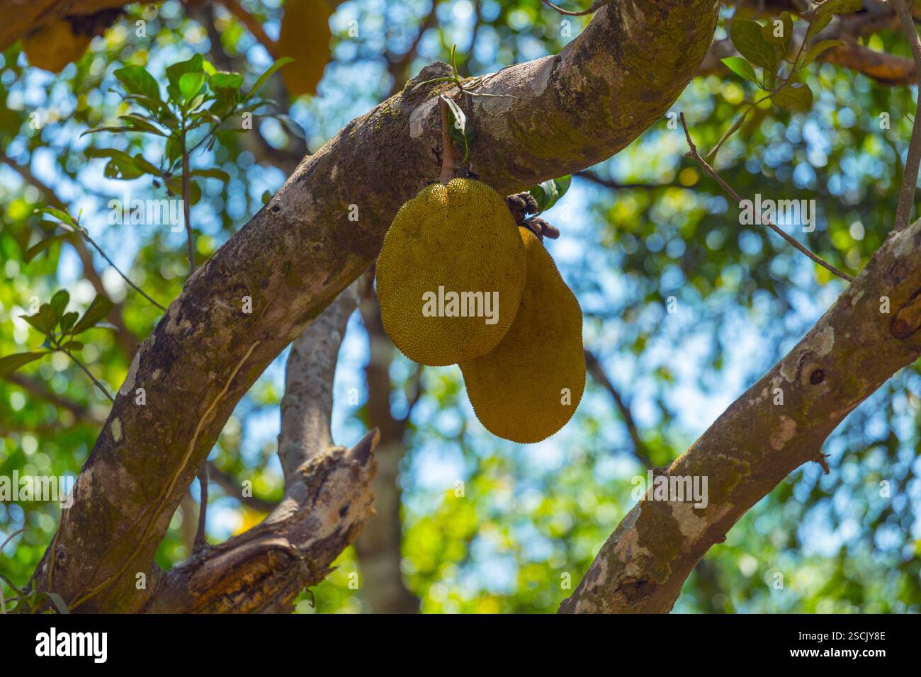 Large jackfruit on the trees in the jungles of India Stock Photo - Alamy