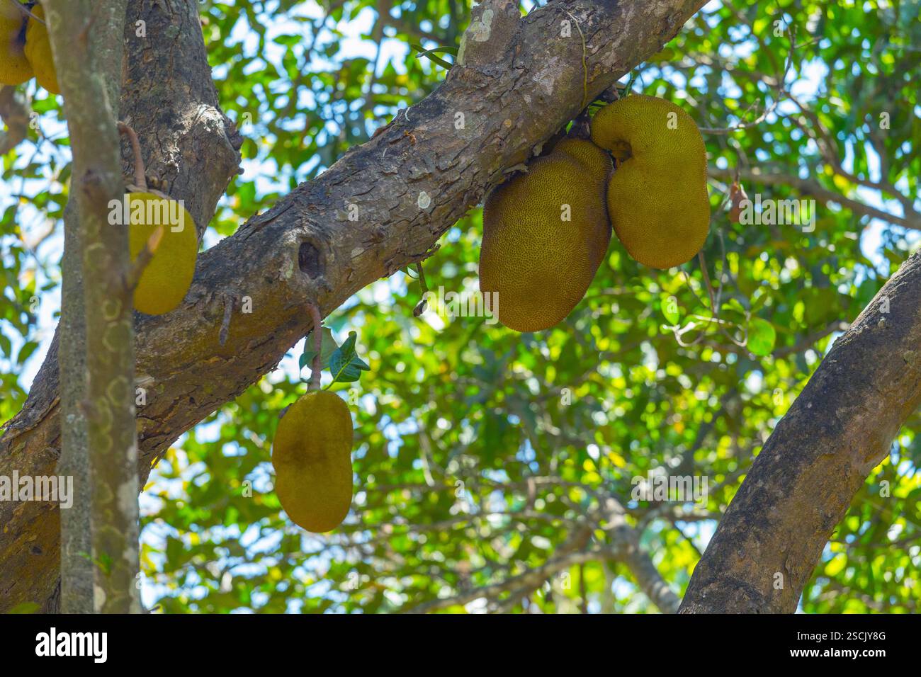 Large jackfruit on the trees in the jungles of India Stock Photo - Alamy