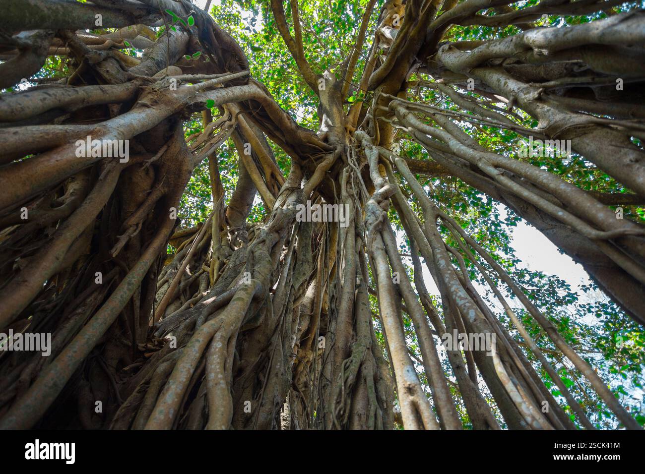Sacred ram hi-res stock photography and images - Alamy