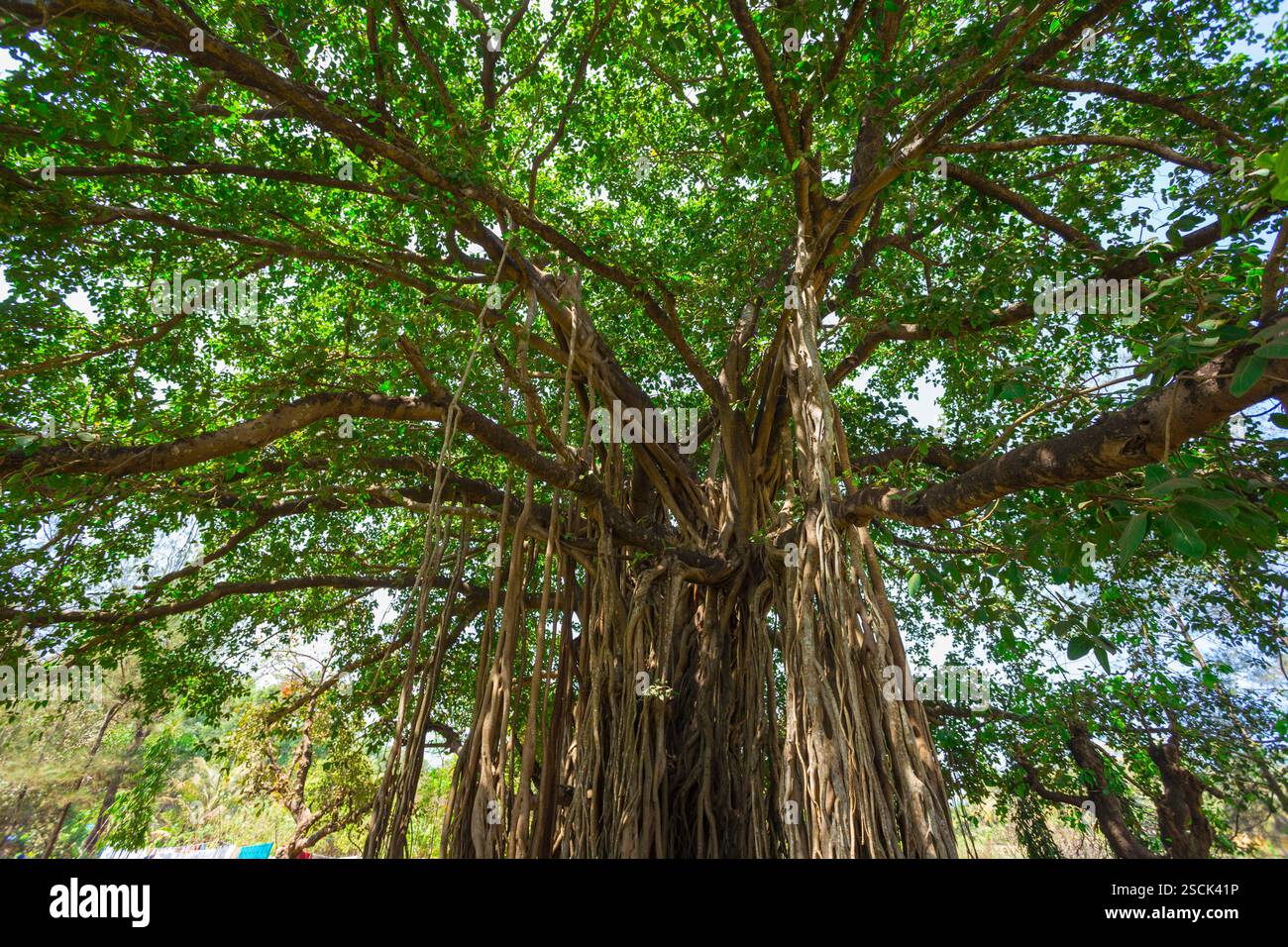 the sacred tree in the jungle. India. Goa Stock Photo - Alamy