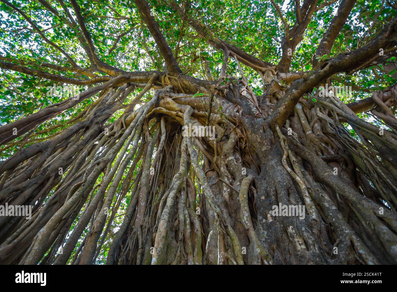 the sacred tree in the jungle. India. Goa Stock Photo - Alamy
