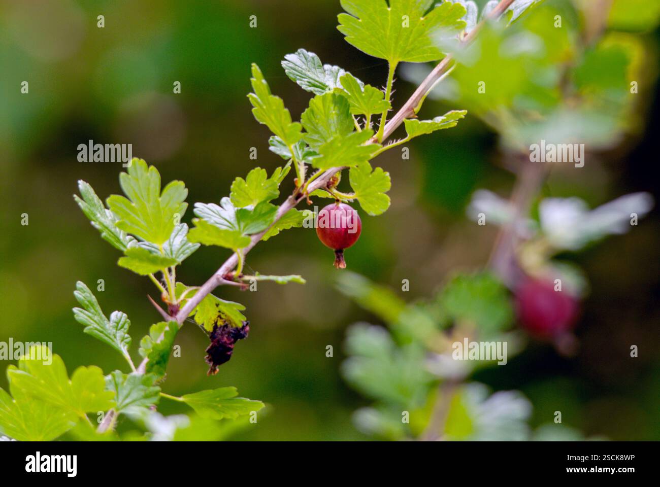 Ripe red gooseberry isolated hi-res stock photography and images - Alamy
