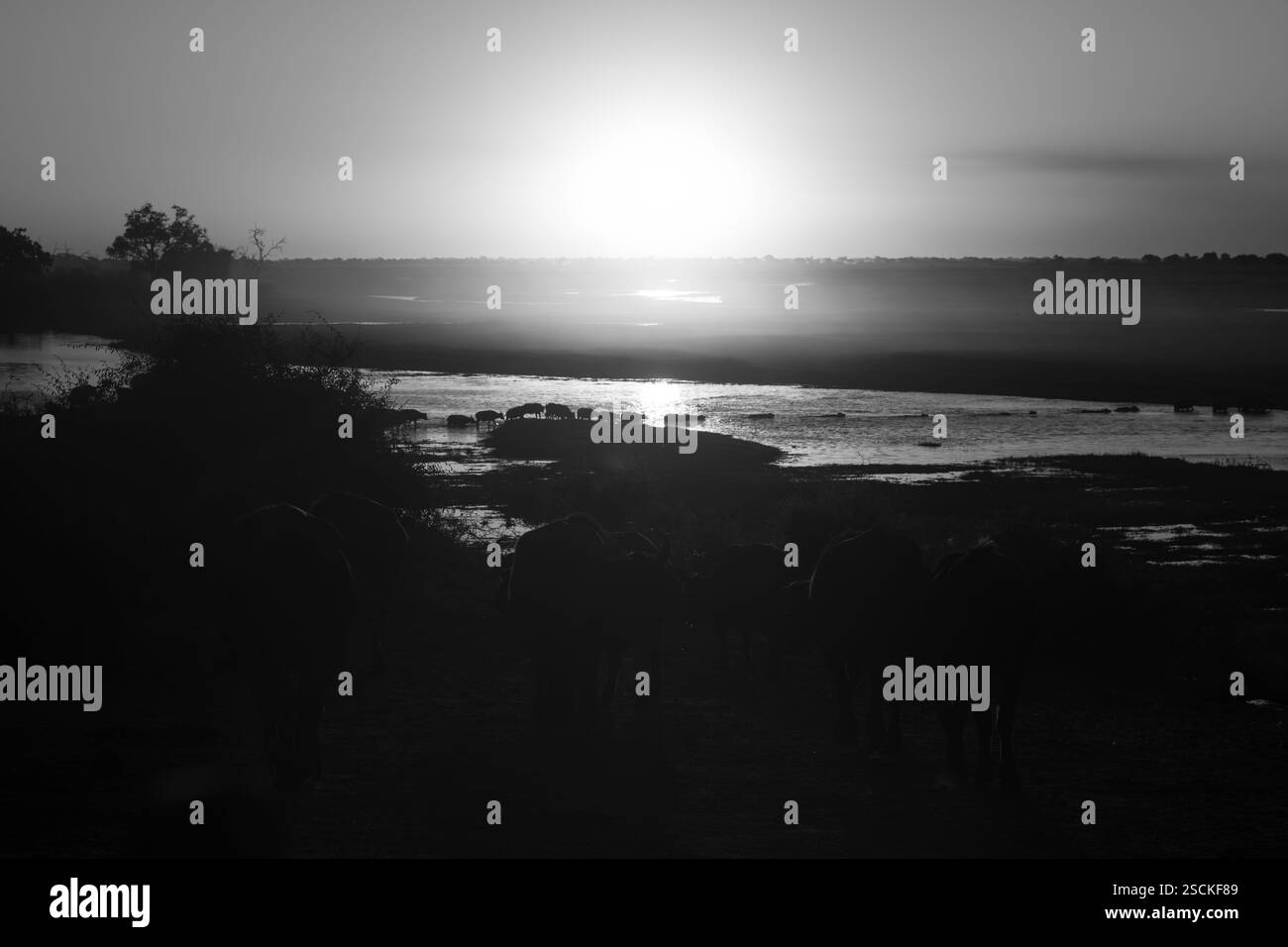 Mono Cape buffalo herd crosses sunset river Stock Photo - Alamy
