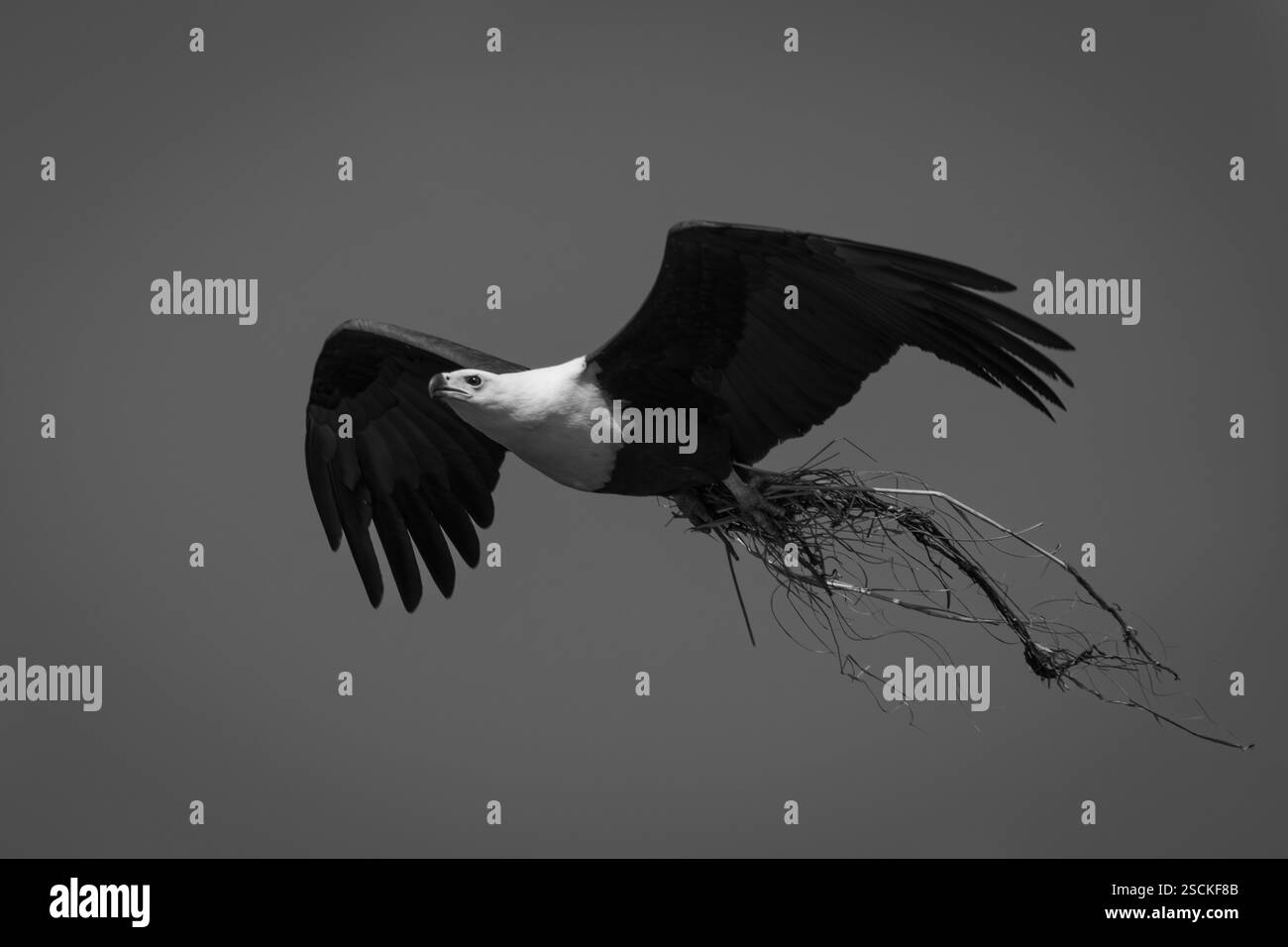 Mono African fish eagle carrying nesting material Stock Photo - Alamy