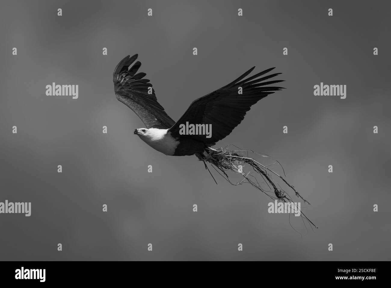 Mono African fish eagle flying with grass Stock Photo - Alamy