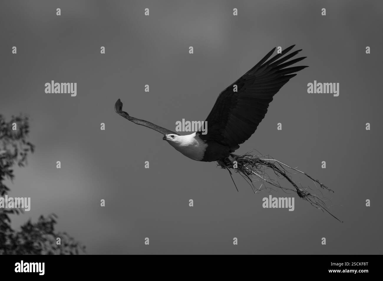 Mono African fish eagle with nesting material Stock Photo - Alamy