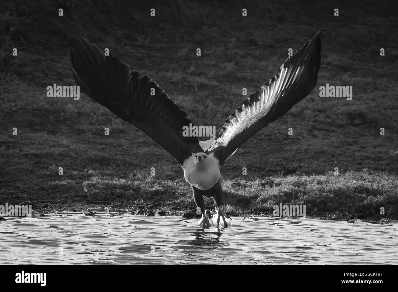 Flying across river Black and White Stock Photos & Images - Alamy