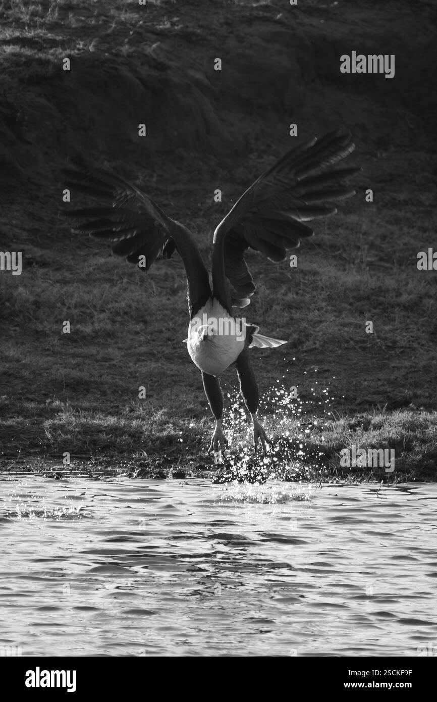 Mono African fish eagle flies across water Stock Photo - Alamy