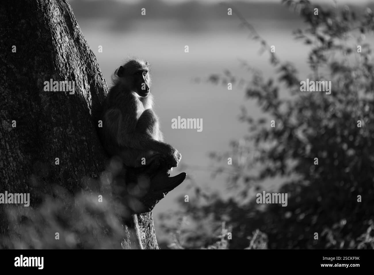 Chacma baboon running papio hi-res stock photography and images - Alamy