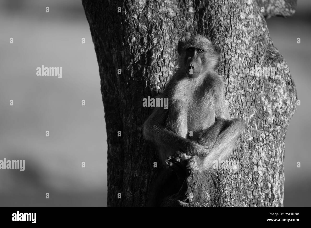 Chacma baboon sitting on tree hi-res stock photography and images - Alamy