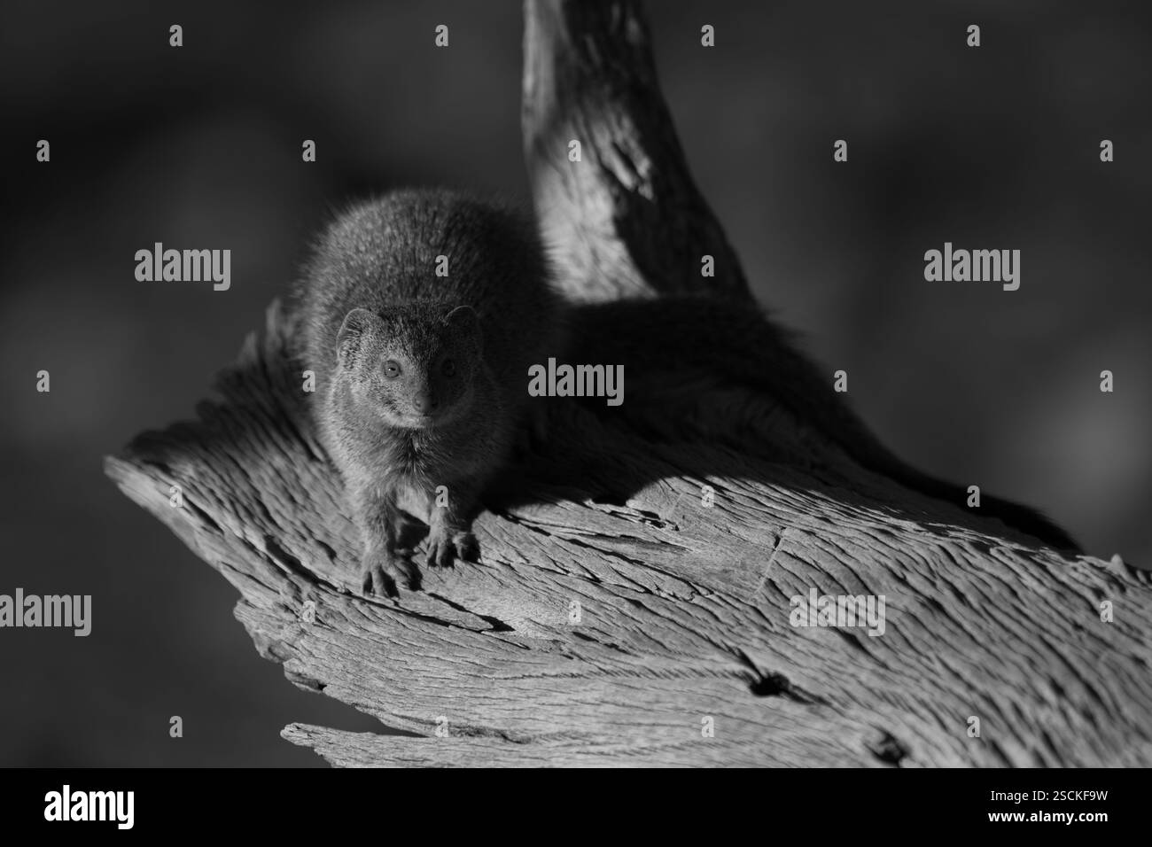Botswana mongoose wildlife Black and White Stock Photos & Images - Alamy