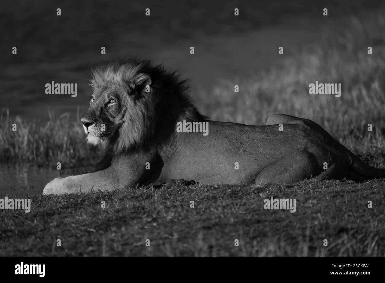 Lion and sunset Black and White Stock Photos & Images - Alamy