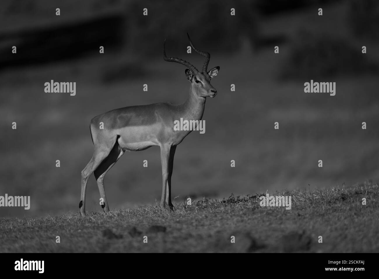 Mono male impala on floodplain watching camera Stock Photo - Alamy
