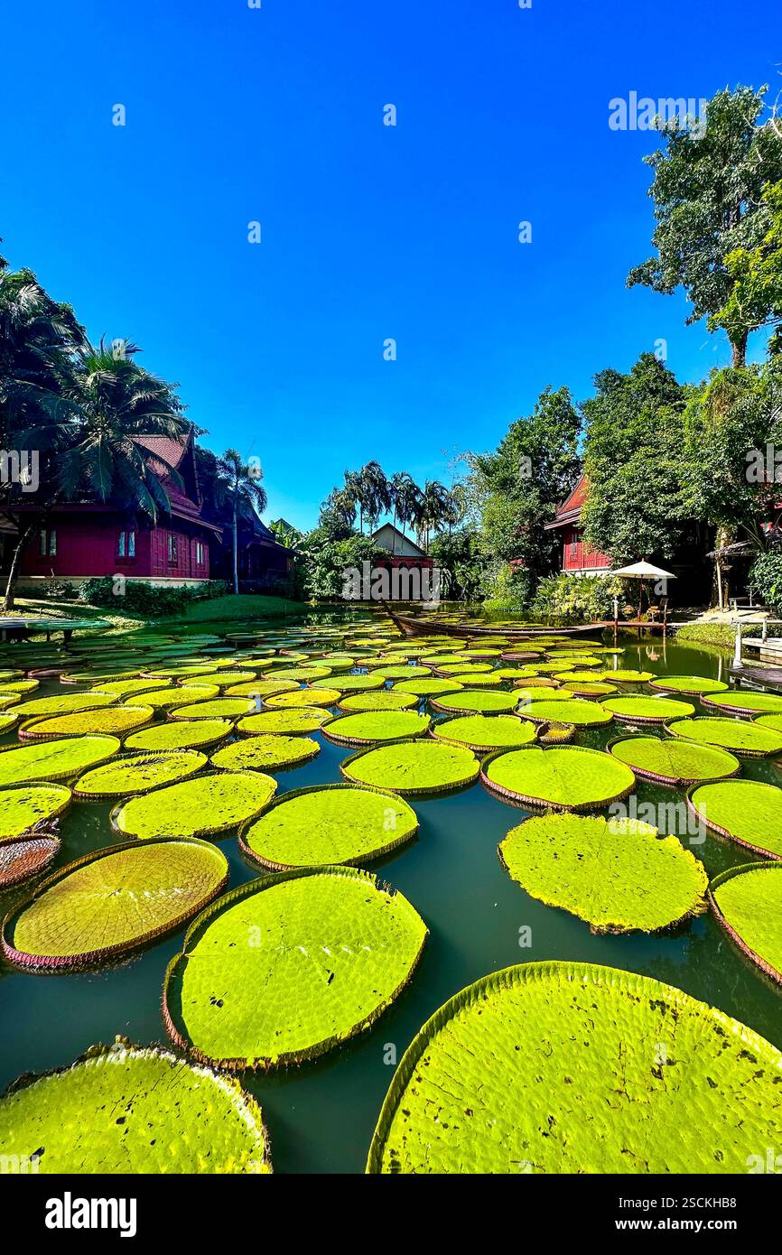 Giant Water Lilies Floating on Tranquil Waters An enchanting pond ...