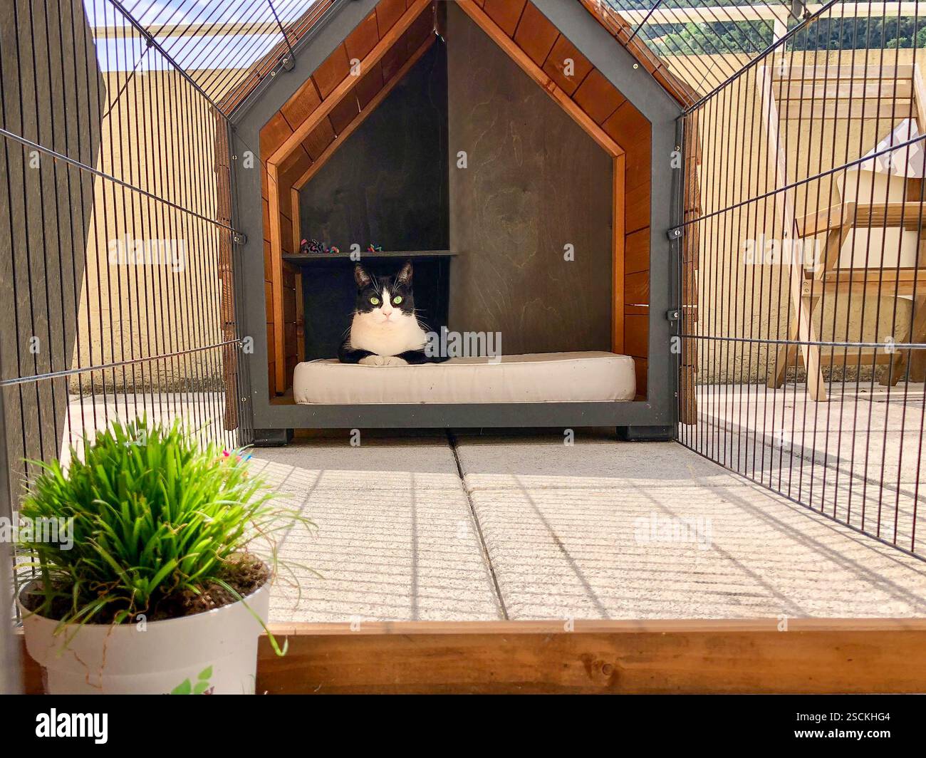 Inside a Cat House: A Glimpse of Nature and Curiosity Captured from ...