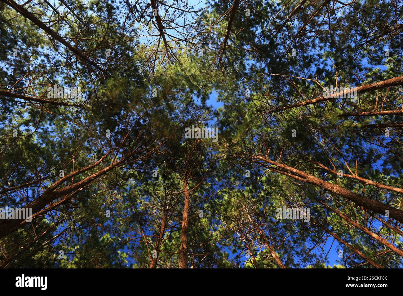 Beautiful pine forest scenery in Tham Pla National Park - Pha Suea ...