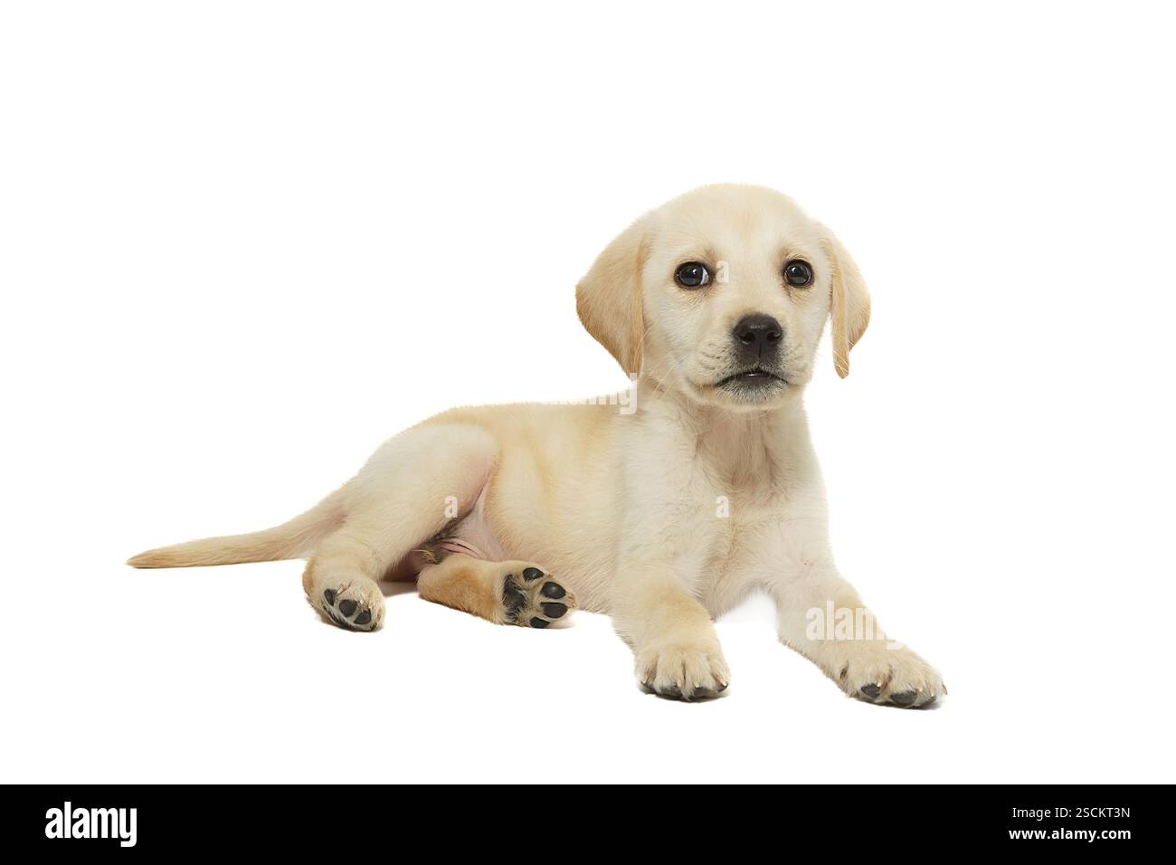 Beautiful yellow labrador puppy sitting on a white background Stock ...