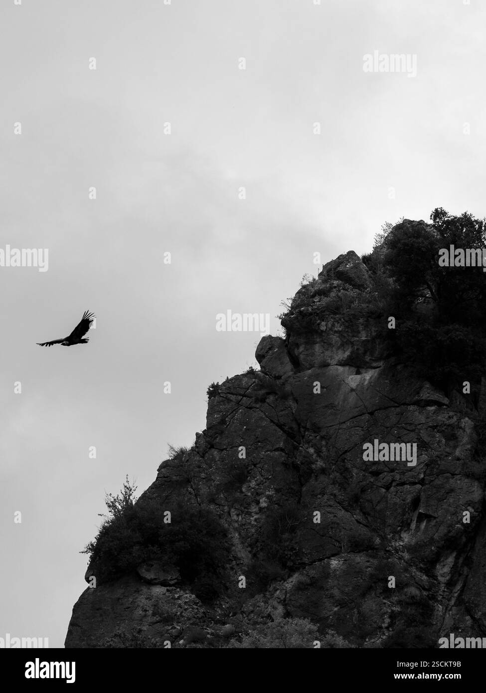 Bird of prey in flight, vulture Stock Photo - Alamy