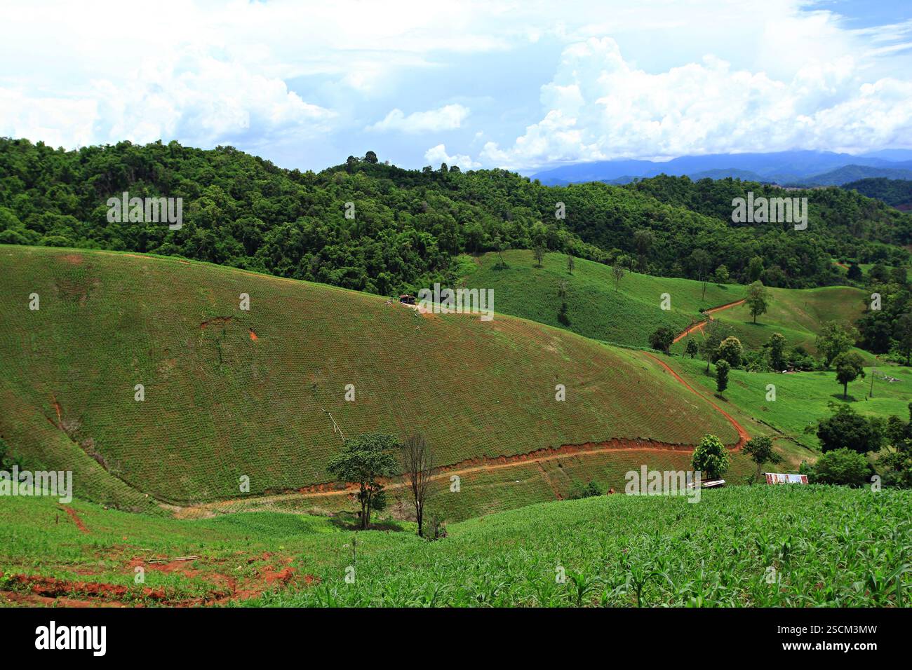 Growing corn on the mountain Deforestation, PM 2.5 problem in Nan ...