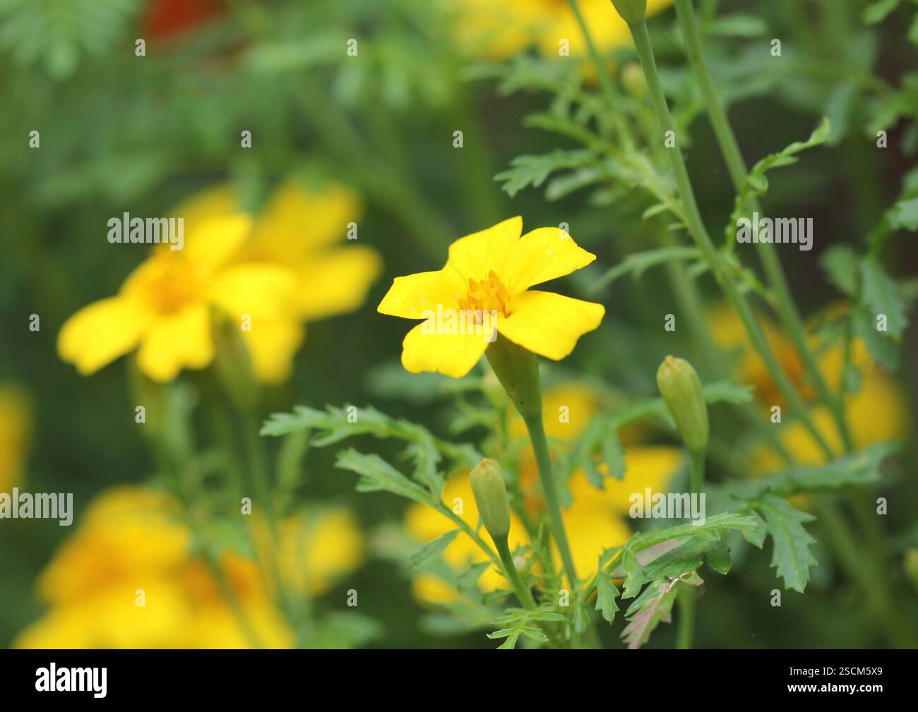 A close up of Marigold Tagetes 'Lemon Gem' Stock Photo - Alamy