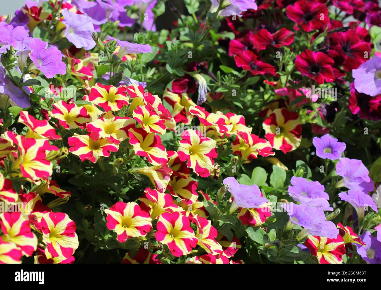 A close up of Petunia and Surfinia flowers in summer, including Petunia ...