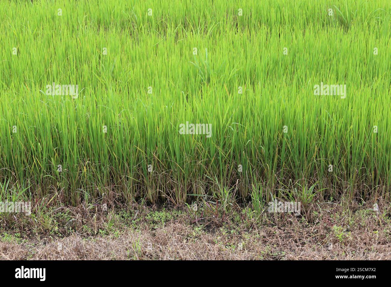 Landscape nature of rice field on rice paddy green color lush growing is agriculture in Thailand ...