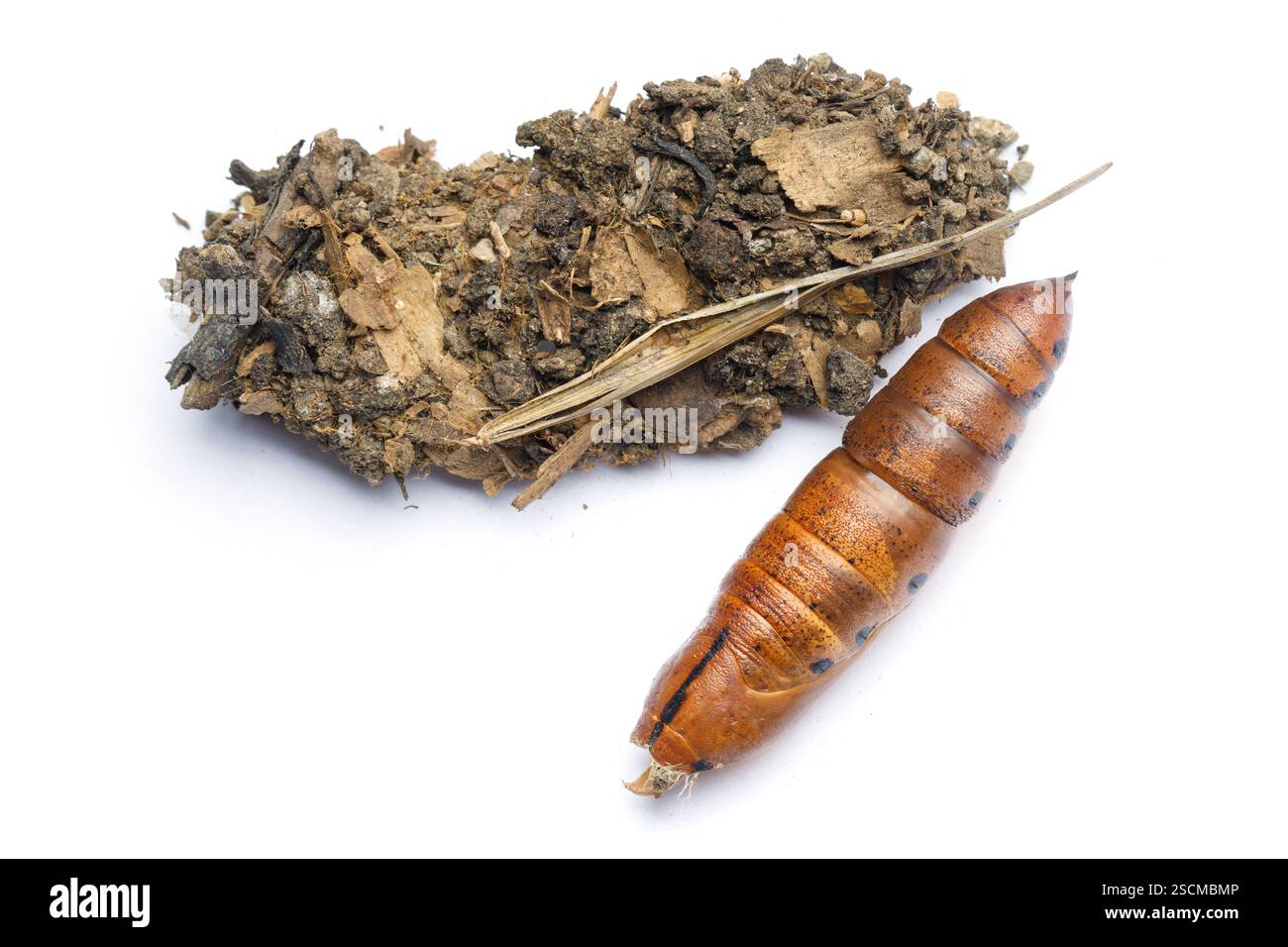 Empty cocoon of Oleander Hawk moth or Daphnis nerii larva on white ...