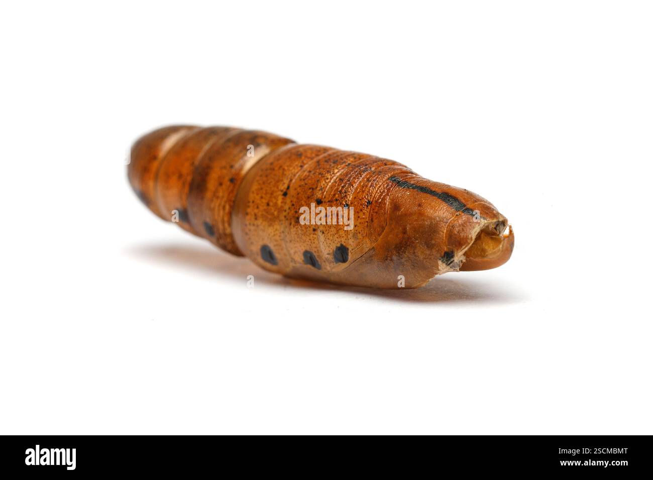 Cocoon of Oleander Hawk-moth or Daphnis nerii on white background Stock ...