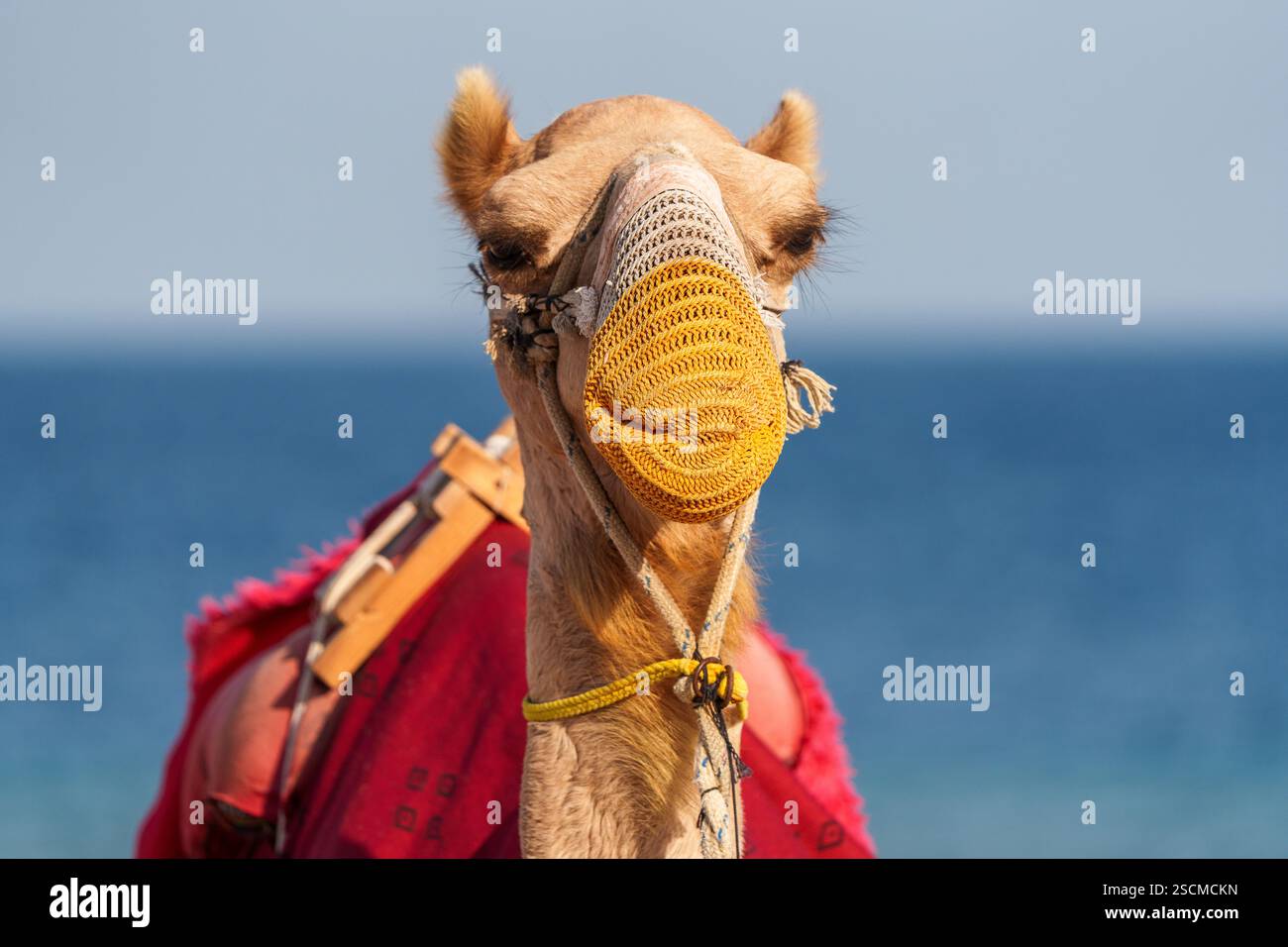 A camel with a colorful saddle on the beach in Inland sea, Qatar Stock ...
