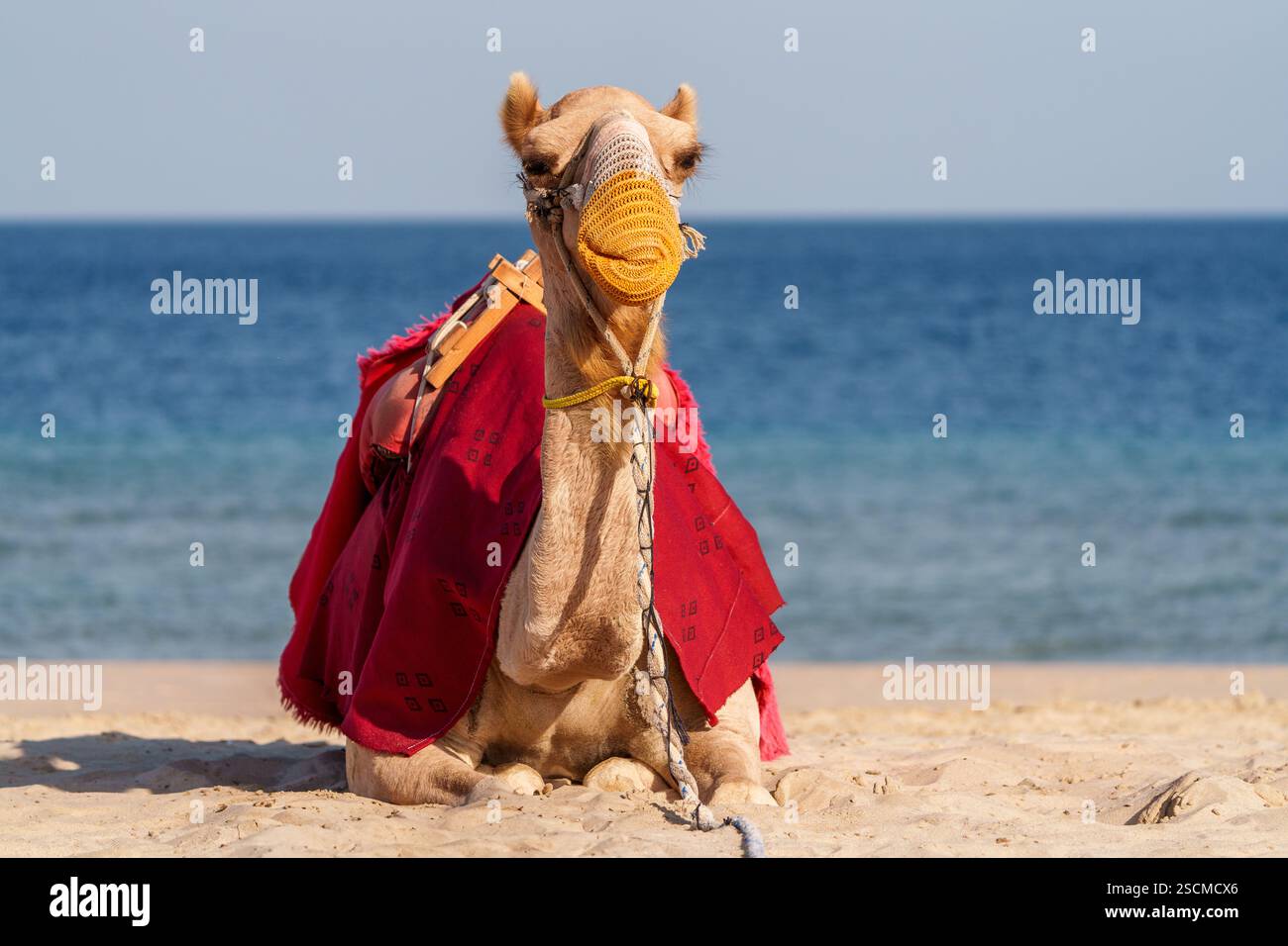 A camel with a colorful saddle on the beach in Inland sea, Qatar Stock ...