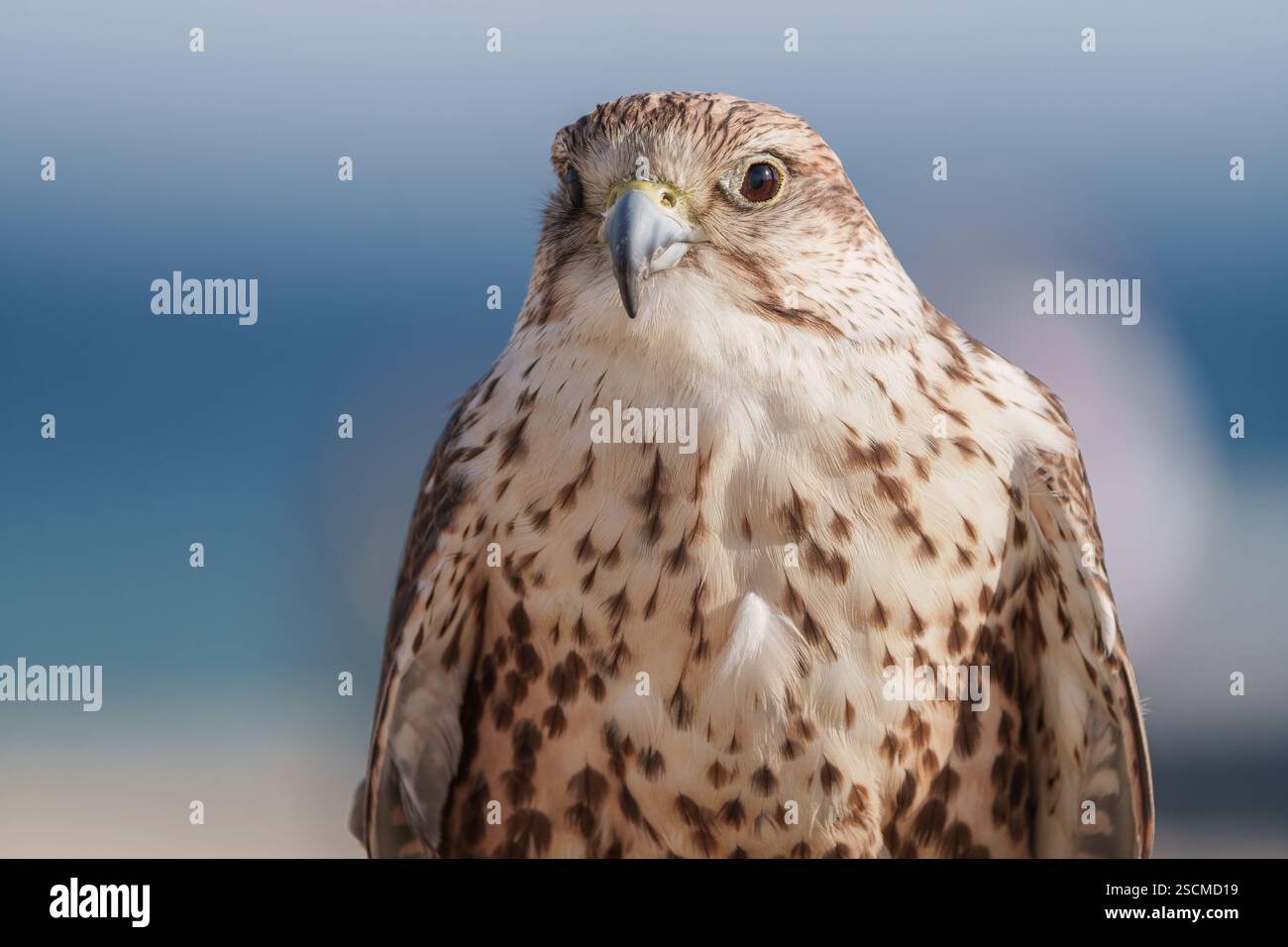 Qatar bird view hi-res stock photography and images - Alamy