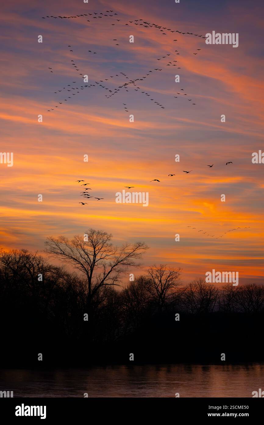 Cranes in a row at sunset hi-res stock photography and images - Alamy