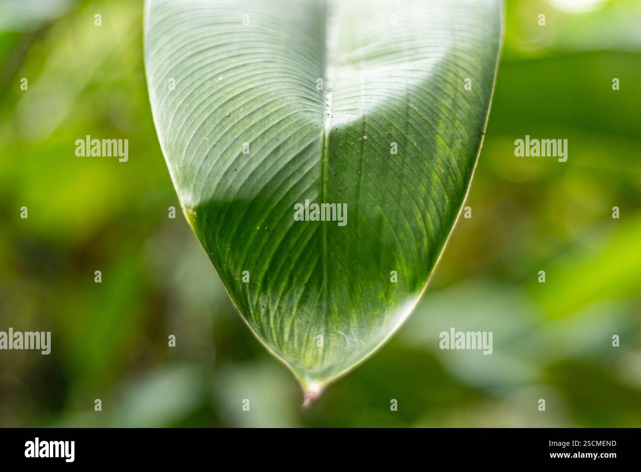 A green leaf. Banana leaves are said to be a source of flavonoids ...