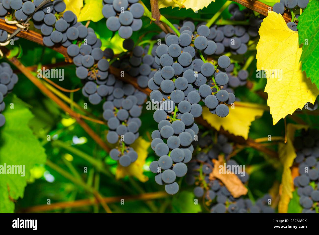 ripe clusters of sweet red grapes Isabella Stock Photo - Alamy