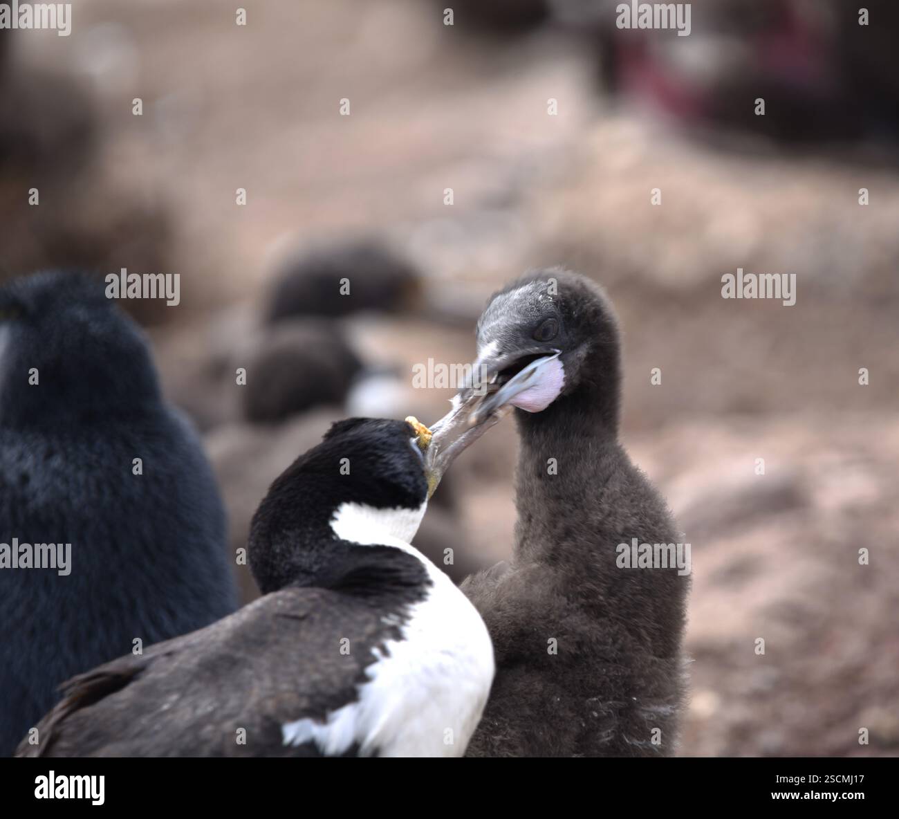 Cormotant mother feeding its young Leucocarbo atriceps Stock Photo - Alamy