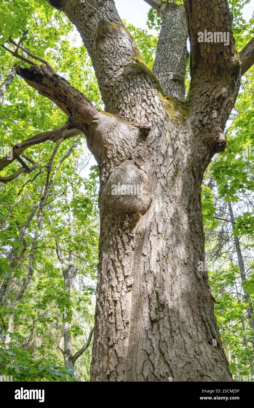 Big old European Ash tree, Fraxinus excelsior, (girth 390 cm) in early summer in Raasepori ...