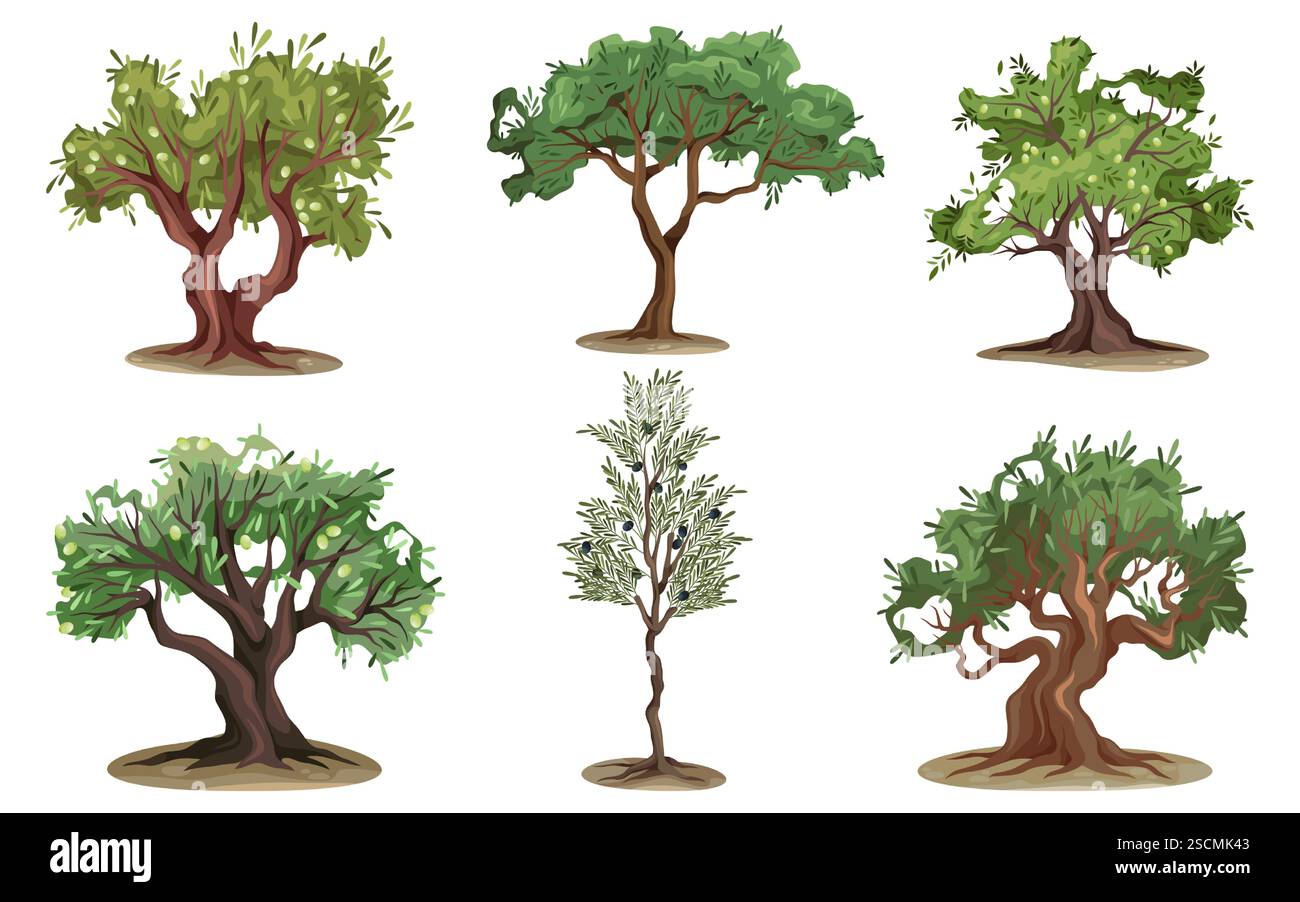 Set of olive tree types vector illustration. Variety of flora with ...