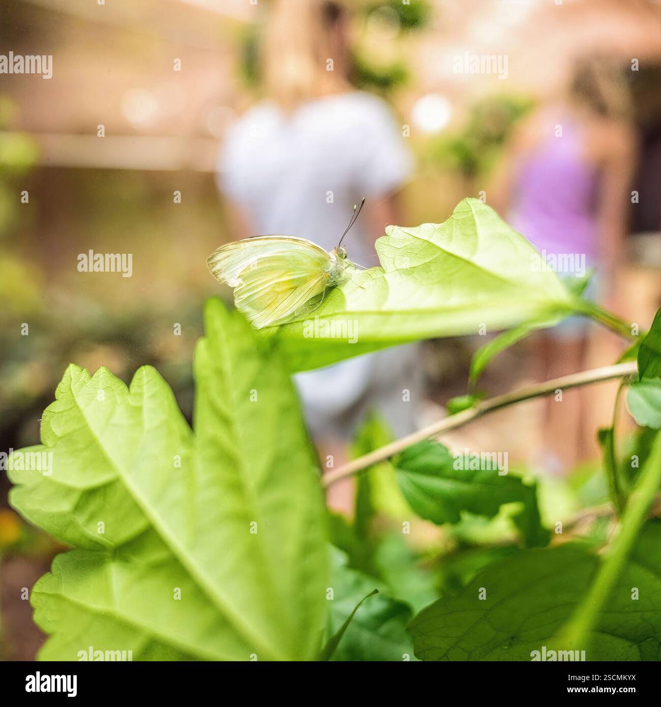 Serene nature scenes hi-res stock photography and images - Alamy