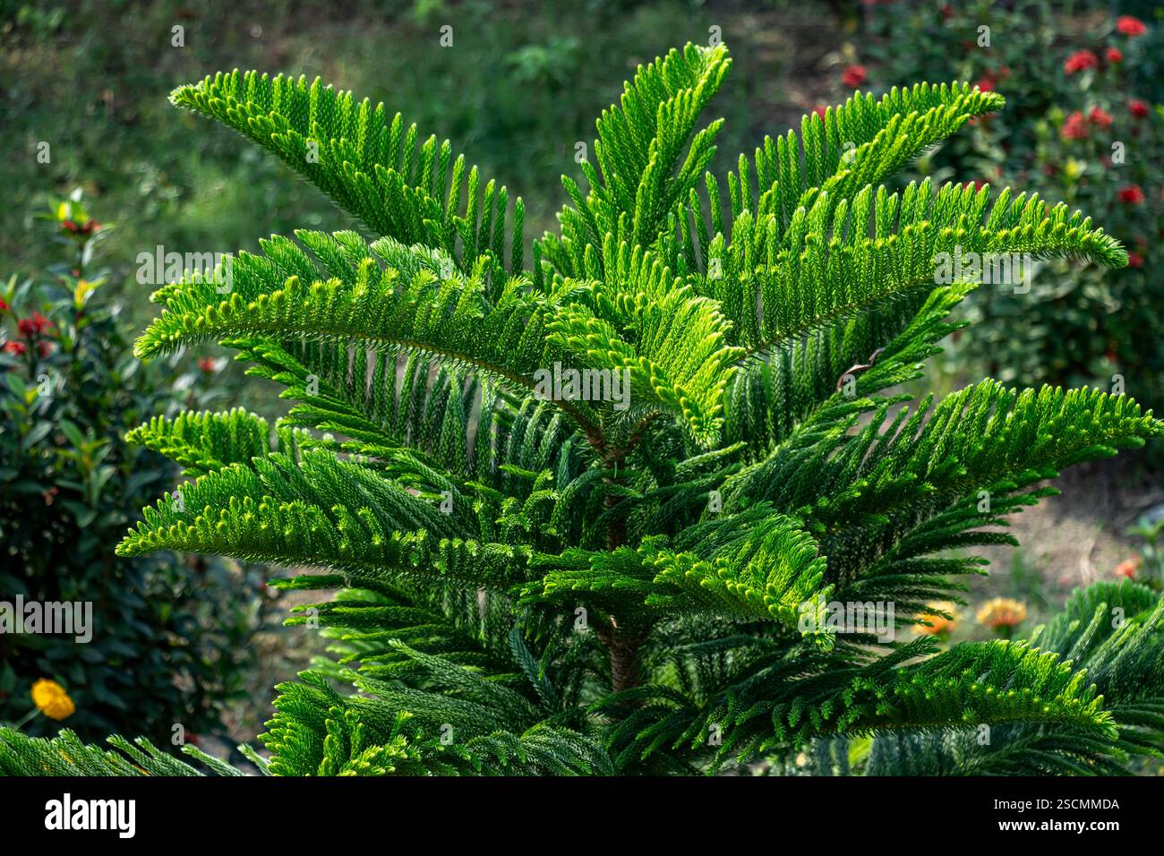 A very delicate ornamental tree that is pyramidal in shape and very ...