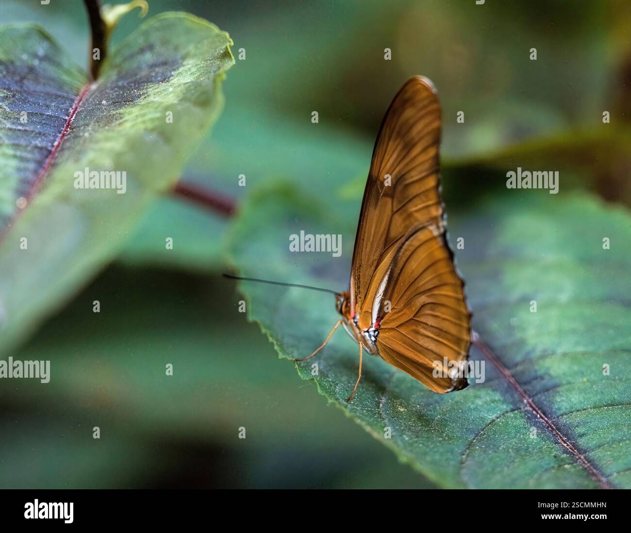 Julia Butterfly on Leafy Background: A Julia Butterfly with rich orange wings complements the ...