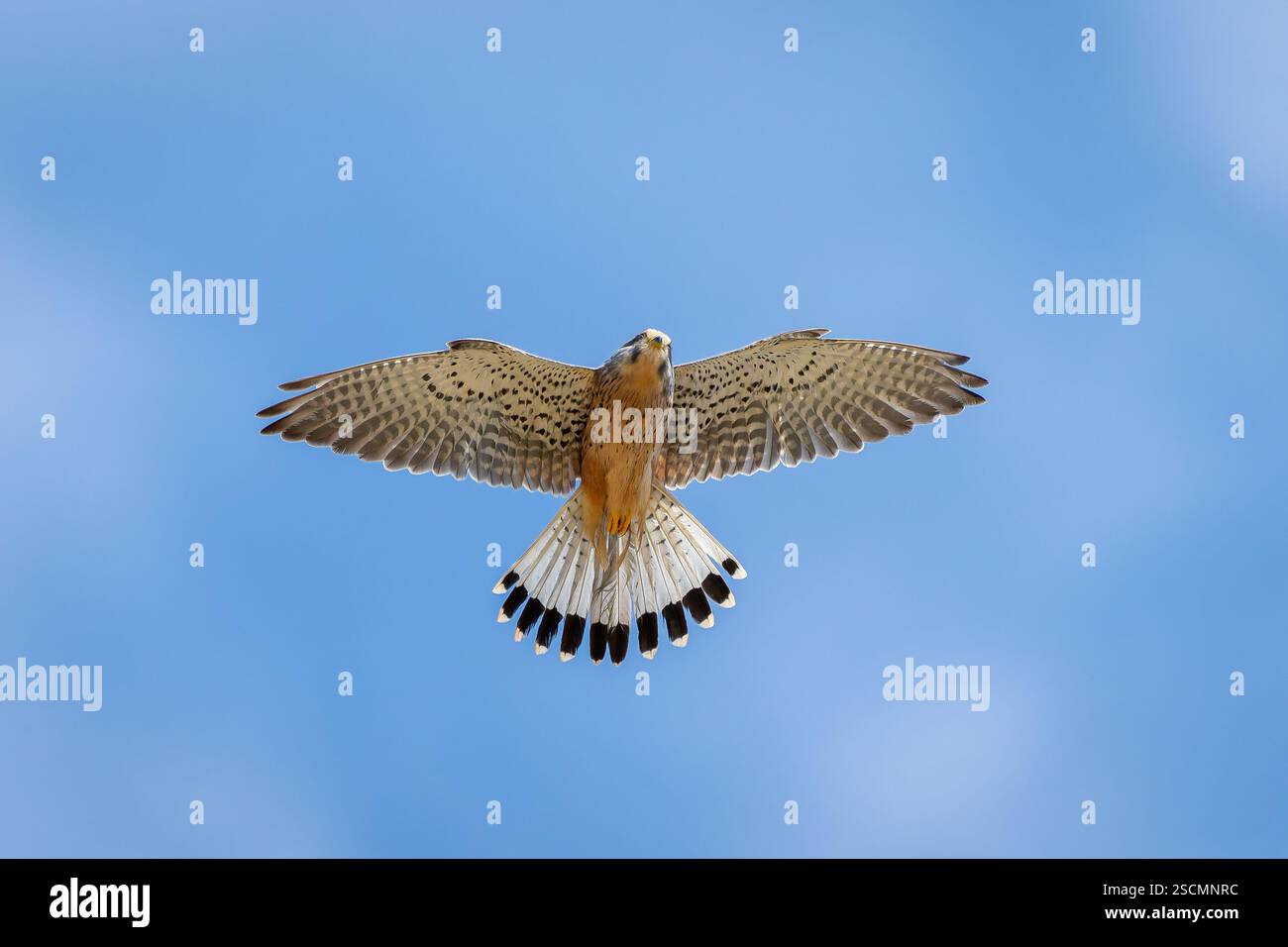 Common kestrel in flight with open wings on blue sky background Stock ...
