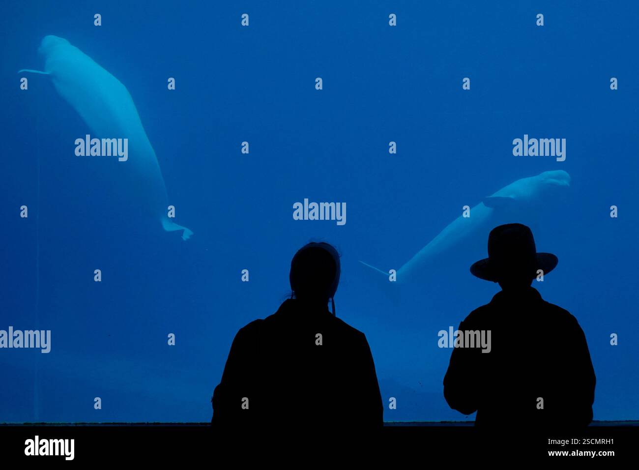 Marineland says it has euthanized a seven-year-old beluga after a long ...