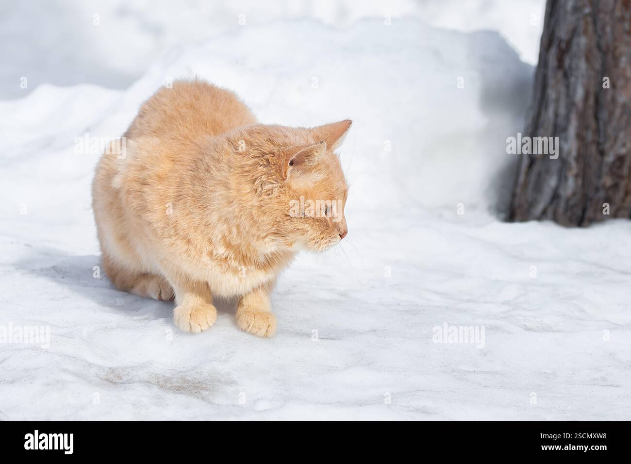 Fat red cat walks in the snow Stock Photo - Alamy
